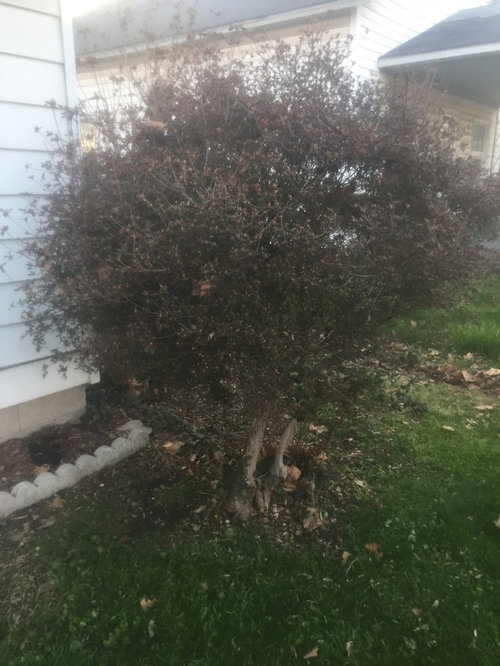 beautiful giant azalea
