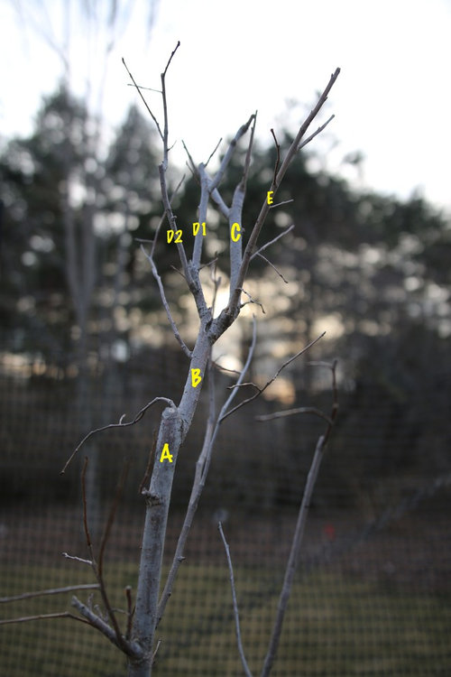 Is it possible to establish a leader on this tree?