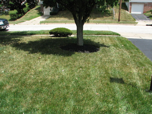 just a little worried about my ttf lawn