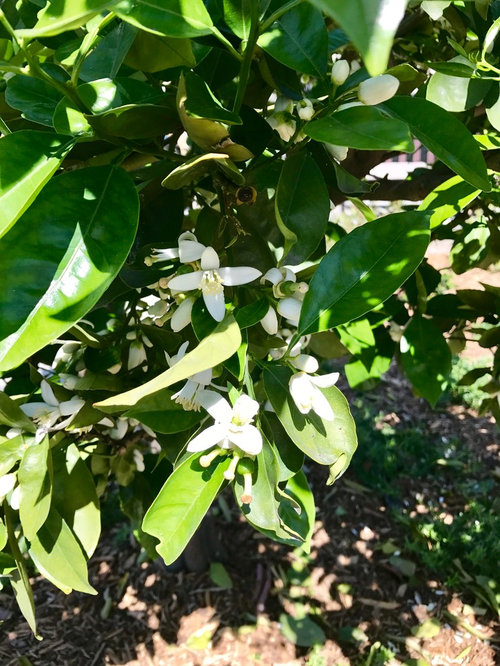 Identify citrus tree at new home