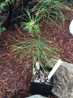 Season 2 - Grafting Conifer Results | Houzz Forum