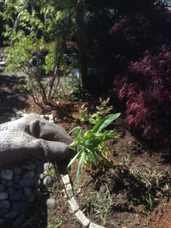 Crazy invasive roots | Houzz Forum