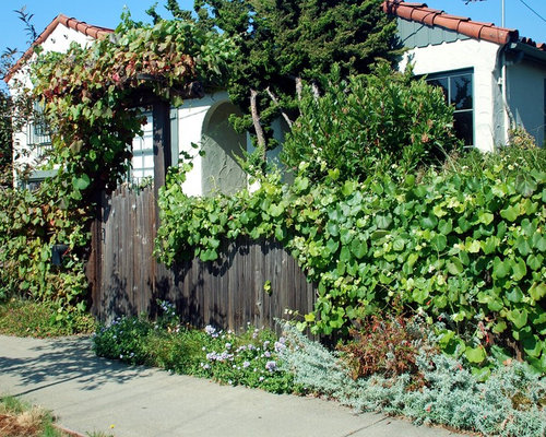 Grape Vine On Fence | Houzz
