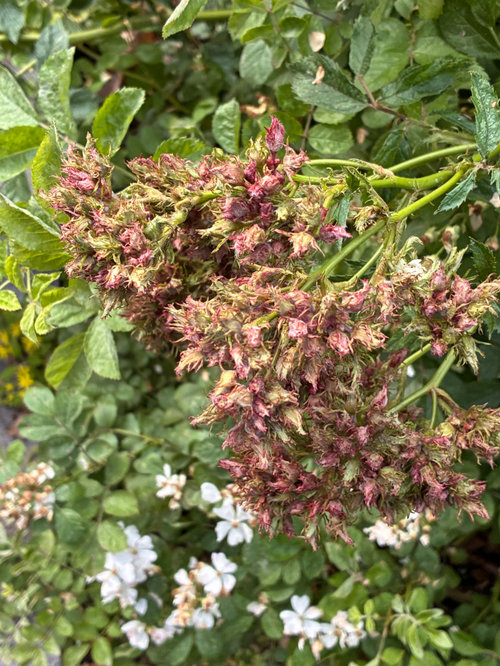 ?RRD - a multiflora rose in the neighborhood.