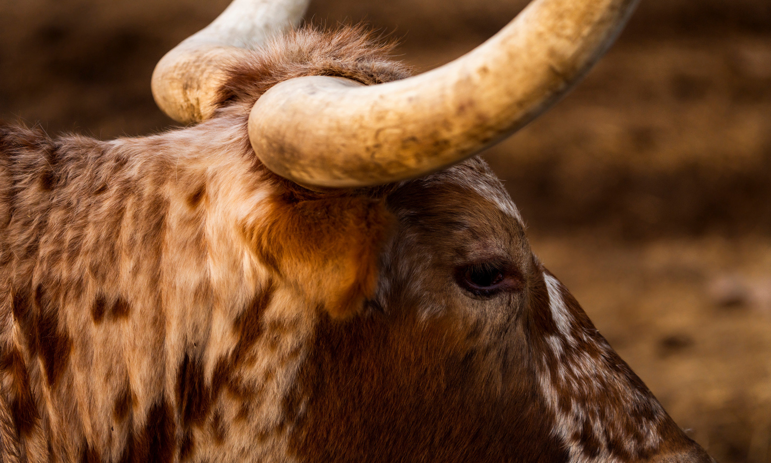 Side Horn Artwork, 60x36 - Contemporary - Prints And Posters - by ...