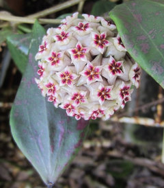 Hoya wibergiae?