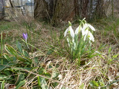Paramongaia weberbaueri - Yellow Splendor!!