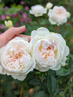Romantic white rose keeps petals