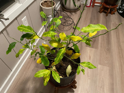 Lime tree leaves turning yellow and dropping.