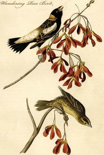 Wandering Rice Bird, 20" x 30" - Traditional - Prints And Posters - by ...