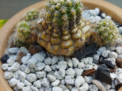 Ugliest Cactus Ever....