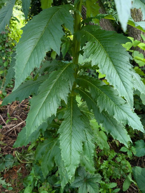 9 feet tal and self supporting