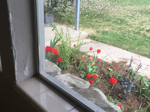 Ugly windows!! Replace windows or just replace sill and add trim??