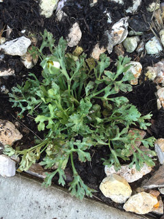 Help! Ranunculus drooping.