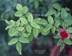 Mineral Deficiency Symptoms in Roses