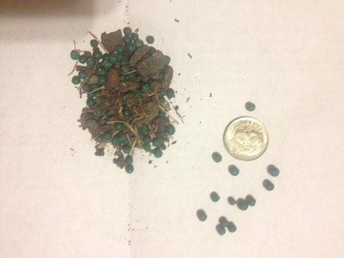 What are these small, green round things?