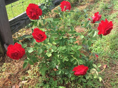 Lady in Red Climbing Rose & other Weeks Roses | Houzz Forum
