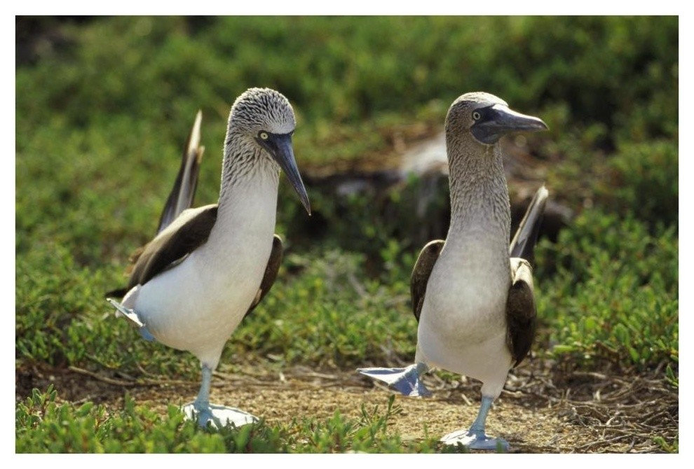 "Blue-Footed Booby Pair Performing Courtship Dance, Seymour Island ...