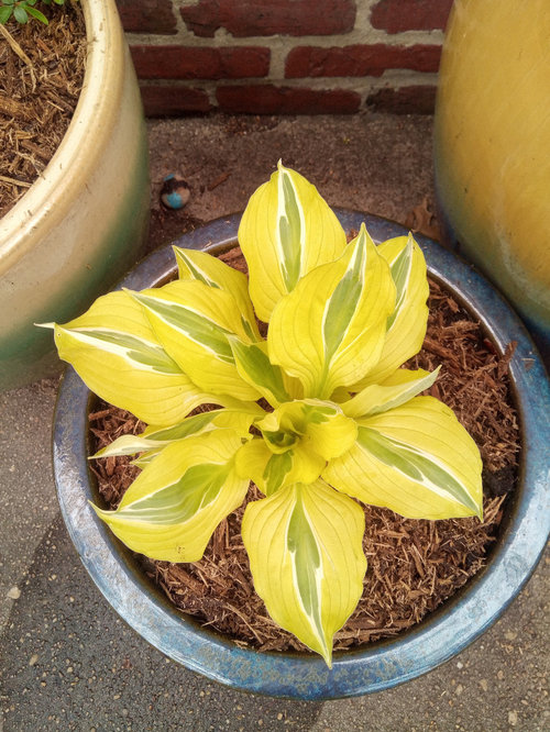 Spring Hosta Photos!