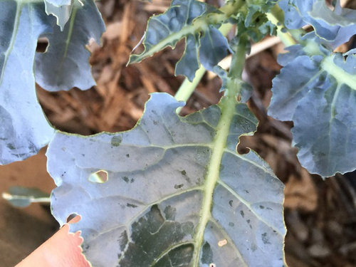 Collard green diseases?