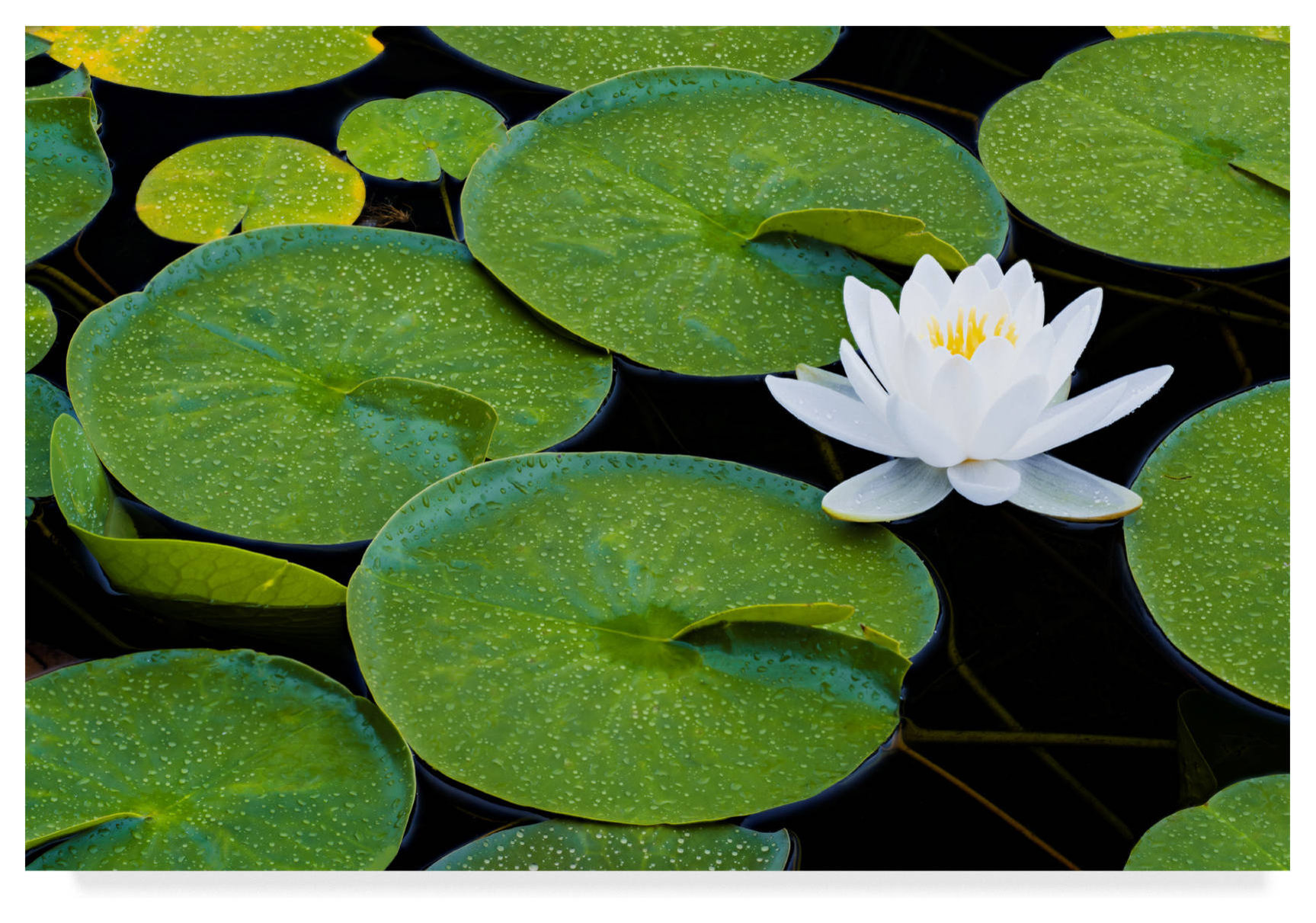 "Frog Living Room" by Michael Blanchette Photography, Canvas Art, 22"x32" - Asian - Prints And ...