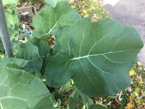 Help identifying collard variety | Houzz Forum