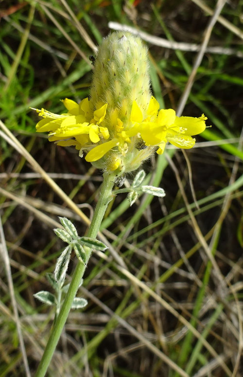 Fuzzy Yellow Coneflower?