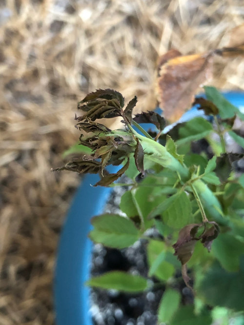 Advice Needed Please - Is this Chili Thrips, Pesticide damage... RRD?