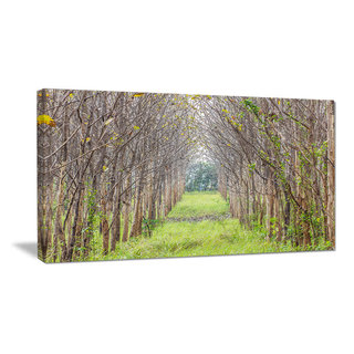 "Pathway Through Fall Green Trees" Landscape Photo Wall Art, 32"x16 ...