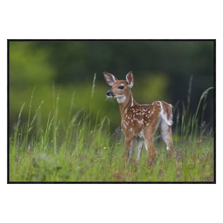 Spring Fawn, 36"x24" - Rustic - Prints And Posters - by Global Gallery ...