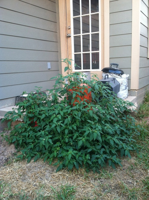 Wild Pepper Plant (photos(