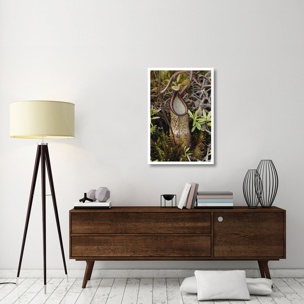 "Pitcher Plant pitcher, Kelantan, Malaysia" Paper Print by Ch'ien Lee ...