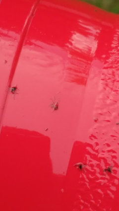 More rose midge advice