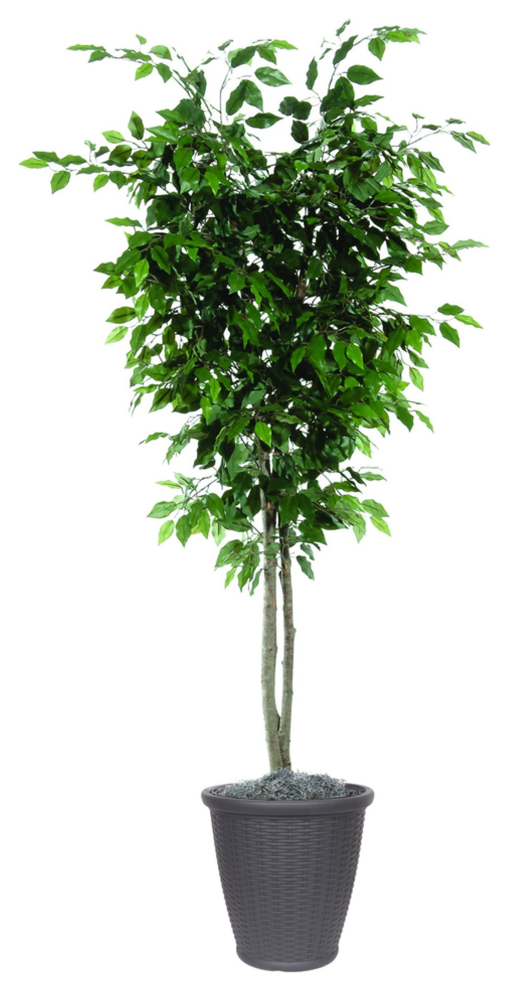 6' Ficus Deluxe Round Gray Container - Contemporary - Artificial Plants ...