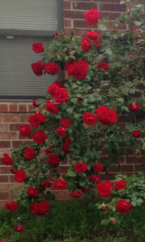 Your favorite and best red roses