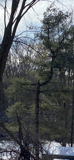 Pine tree snow storm damage