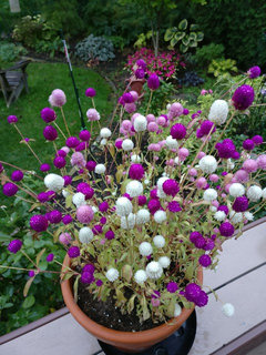 Gomphrena in a pot: | Houzz Forum