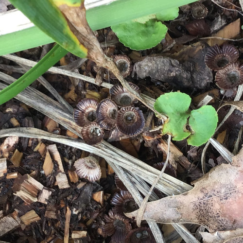 Bird’s Nest fungus