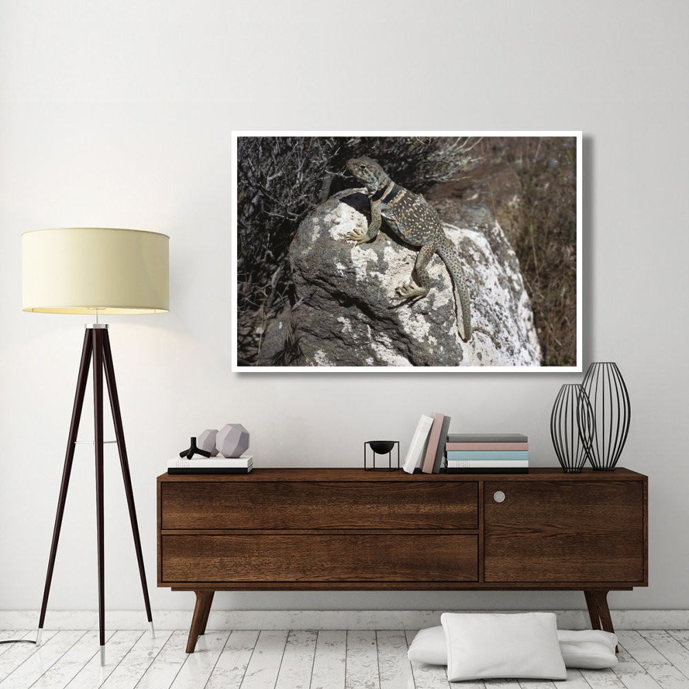 Collared Lizard Sunning Itself On A Rock, Mojave Desert, California ...