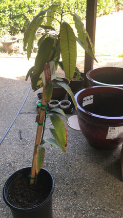 planting manilla mango tree - Zone 9b Bay Area