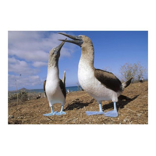 Blue-Footed Booby Couple Courting, Galapagos Islands, Ecuador-Paper Art ...