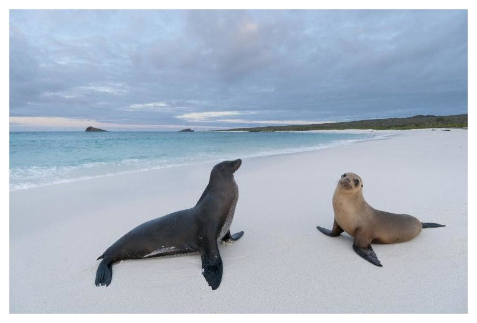 "Galapagos Sea Lion Pair on Beach, Galapagos Islands, Ecuador" Wall Art ...