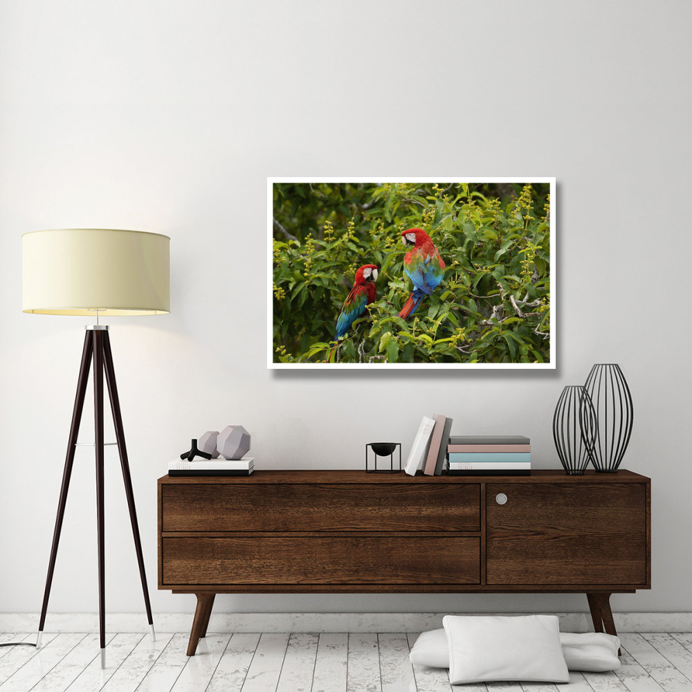 "Red and Green Macar, Cerrado habitat, Mato Grosso do Sul" Paper Art ...