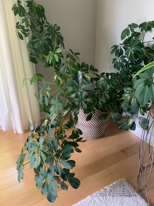 Trimming a schefflera plant