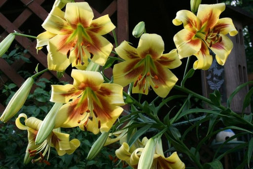Tall..tall lilies