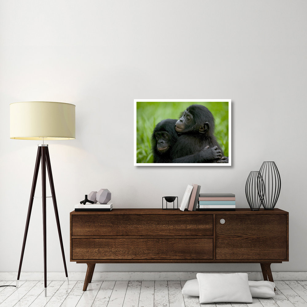 Bonobo Pair Of Orphans Hugging, Democratic Republic Of The Congo, 24 ...