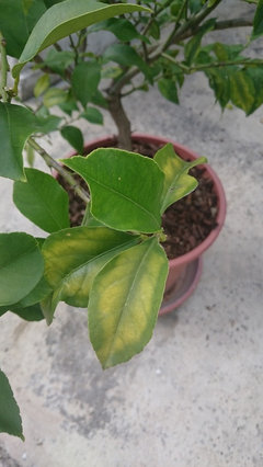 Lemon disease identification