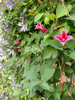 2019 Clem flower show