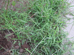 Is there a weed killer that is safe to use near roses?