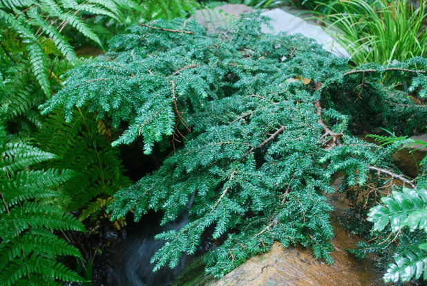 The Weepers and the Creepers: 10 Intriguing Trees for Your Garden